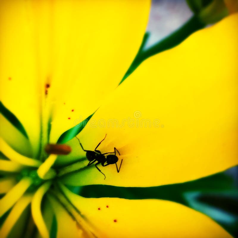 Nature s Best stock image. Image of nature, tiny, relaxing - 56161139