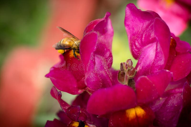 Nature`s Bond stock photo. Image of essence, flowers - 89200484