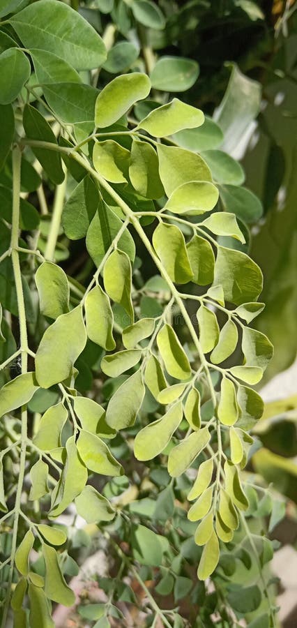 Boon Drumstick Tree Stock Photos - Free & Royalty-Free Stock Photos ...