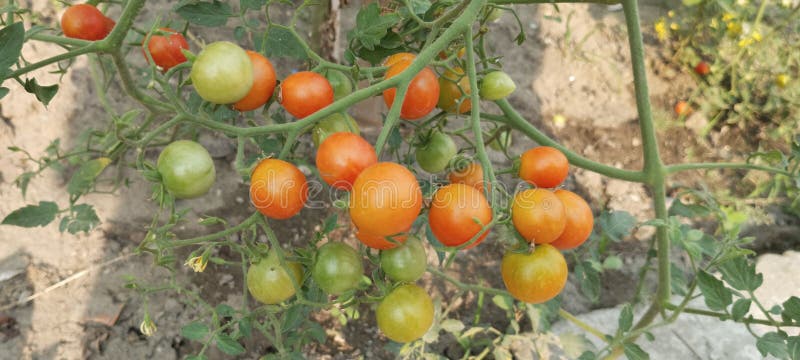 Nature& X27;s Bounty - Harvesting Cherry Tomatoes in the Philippines ...