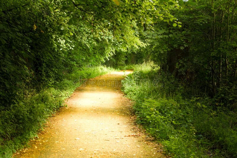 Nature& X27;s Bright Golden Pathway Stock Image - Image of path ...
