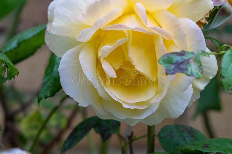 Nature S Elegant Summer Rose Bloom Stock Image - Image of bright, love ...
