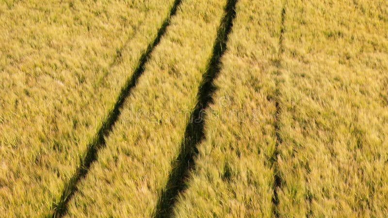 Nature S Geometry, Diagonal Lines of Wheat Create a Visually Appealing ...