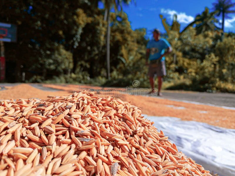 Nature& X27;s Gift Golden Rice Stock Image - Image of agriculture, food ...
