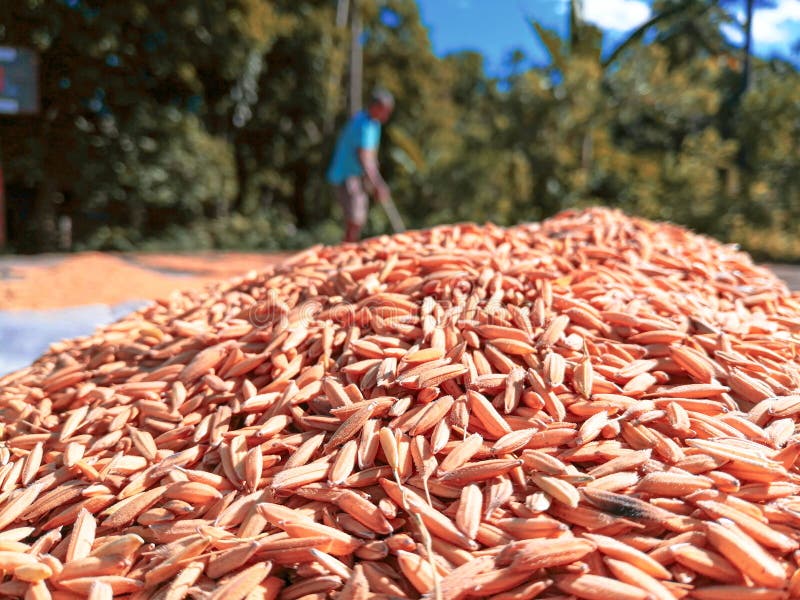 Nature& X27;s Gift Golden Rice Stock Image - Image of asia, agriculture ...