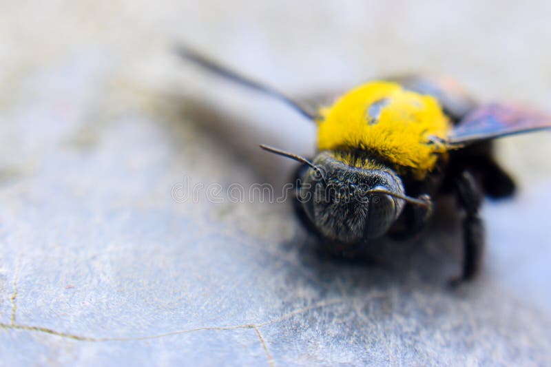 Nature S Glimpse: Carpenter Bee S Focused Eye and Yellow Feather ...