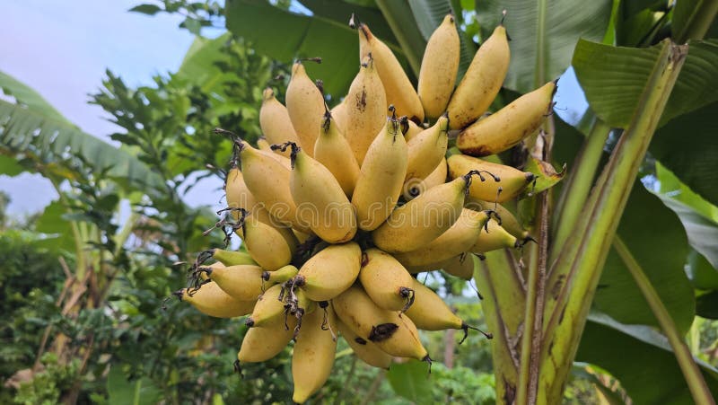 Nature’s Gold: Ripe Bananas on the Tree Stock Photo - Image of bananas ...