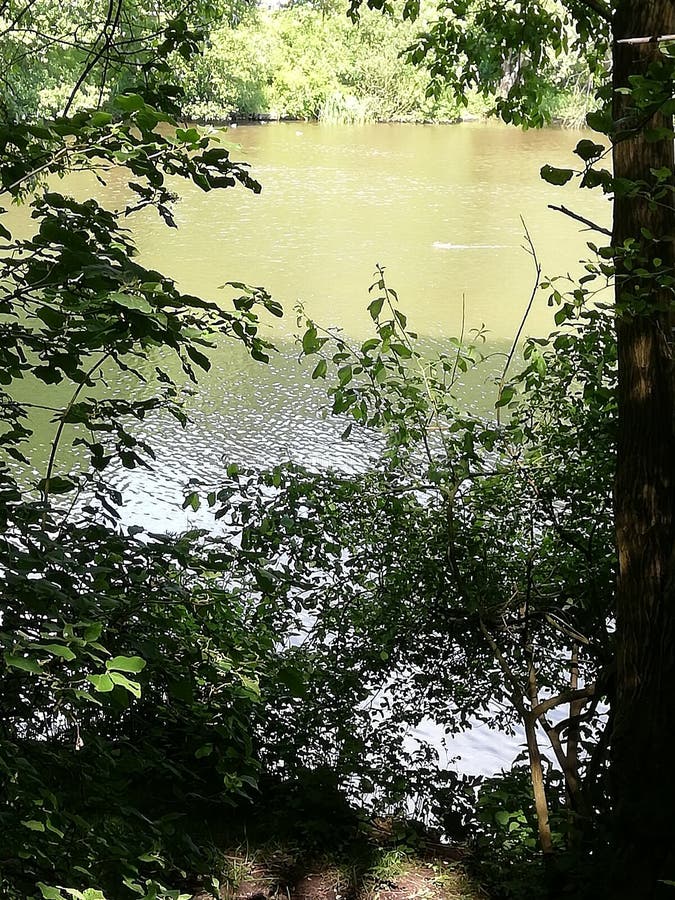 Nature Greens Still Water Trees Stock Photo - Image of trees, water ...