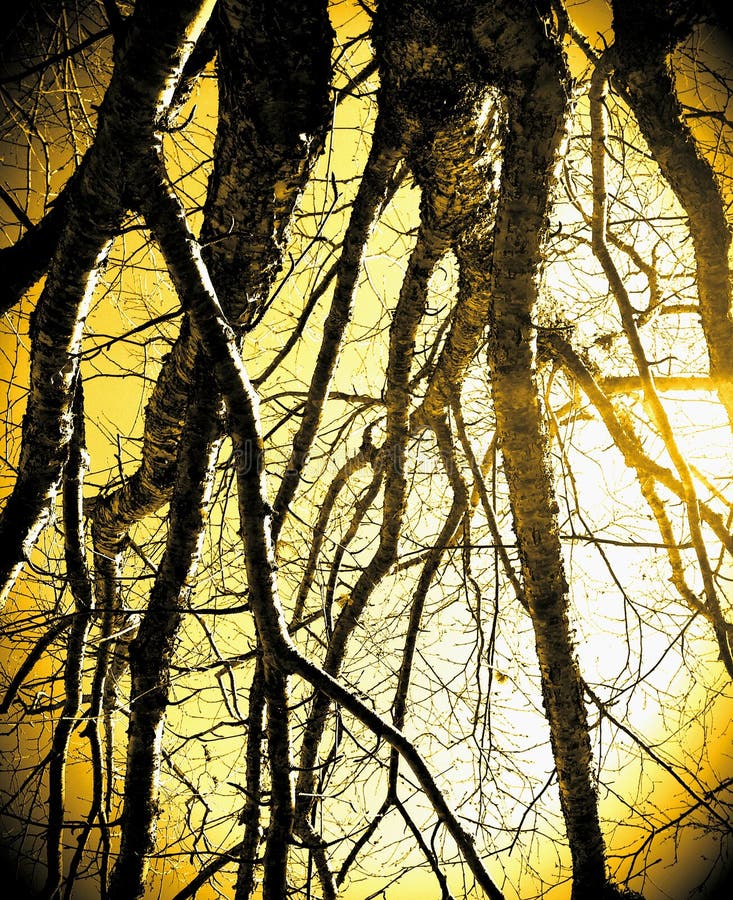 Nature s Halo stock image. Image of halo, natures, sunshine - 76960127