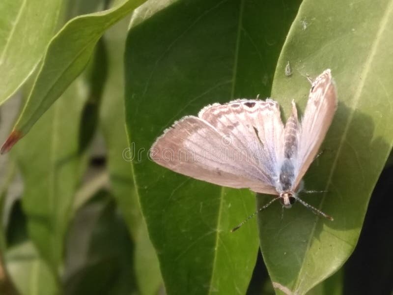 Nature is Love with Beautiful Blue Fly Stock Photo - Image of nature ...