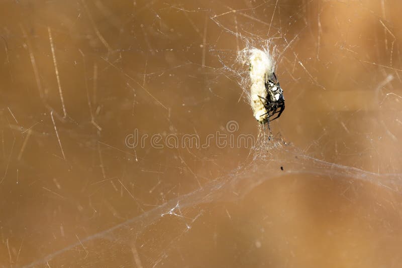 Nature S Master Weaver at Work - the Spider Spider Sitting Over Its ...