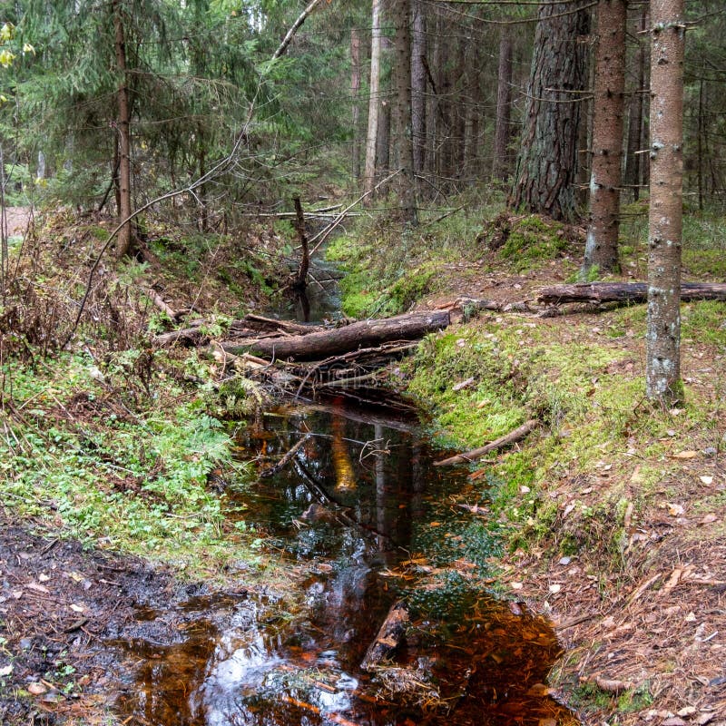 Nature S Passage: Branches Bridging the Brown Waters of a Forest Ditch ...