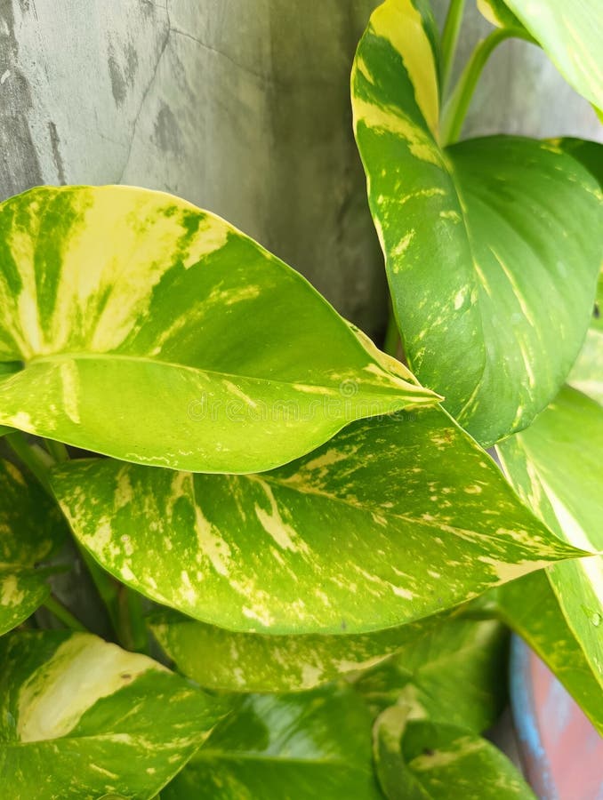 Nature& X27;s Pattern on Golden Pothos Leaves Stock Photo - Image of ...