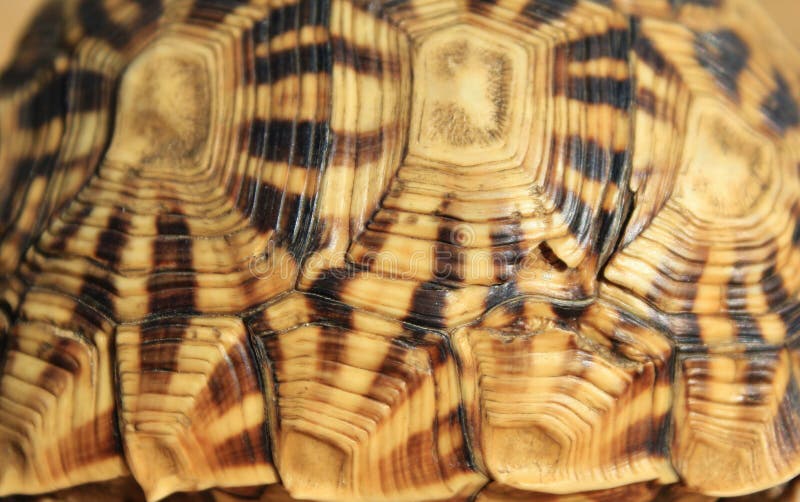African Spurred Tortoises Shell Stock Photo - Image of tortoises ...