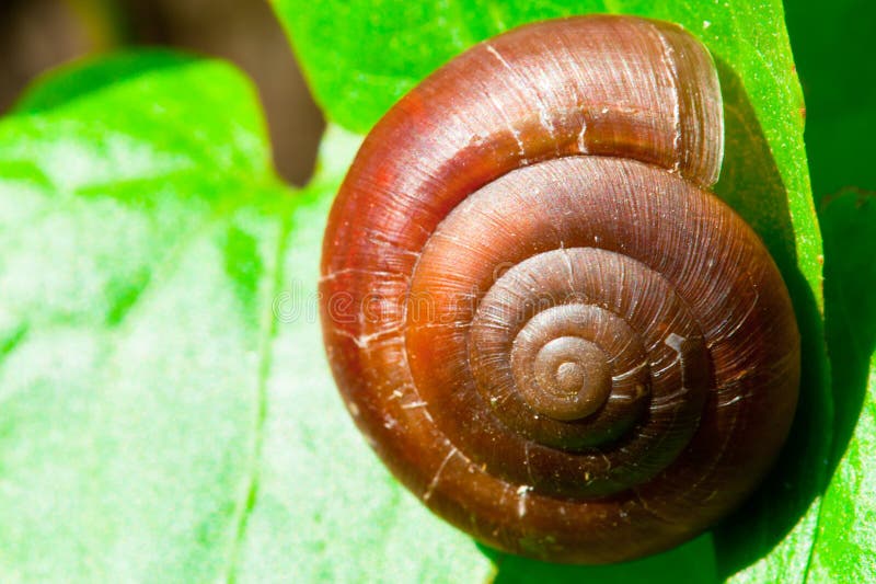 The Curl of Nature stock image. Image of flora, spiral - 13700043