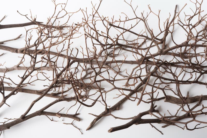 Nature S Resilience Overhead View of Sturdy Tree Trunks in Forest ...