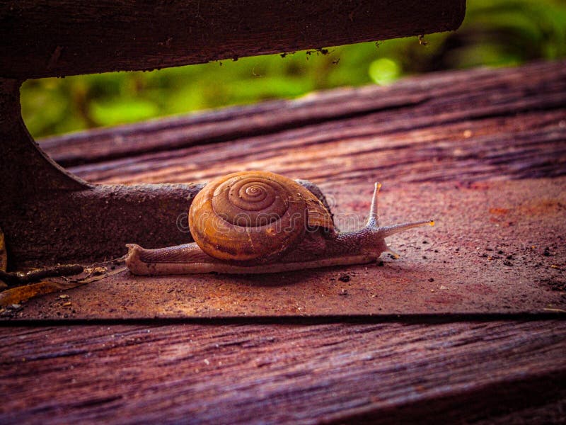 Natureâ€™s Scale: Snail on Tree Trunk Close-Up Stock Photo - Image of ...