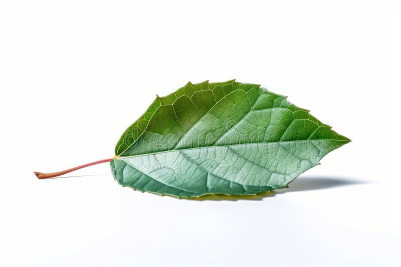 Nature S Simplicity Captured in a Single Green Leaf Isolated Stock ...