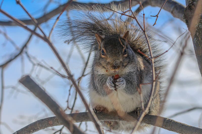 Nature S Snack Time: a Squirrel Enjoys a Nut High Up in Its Tree-top ...