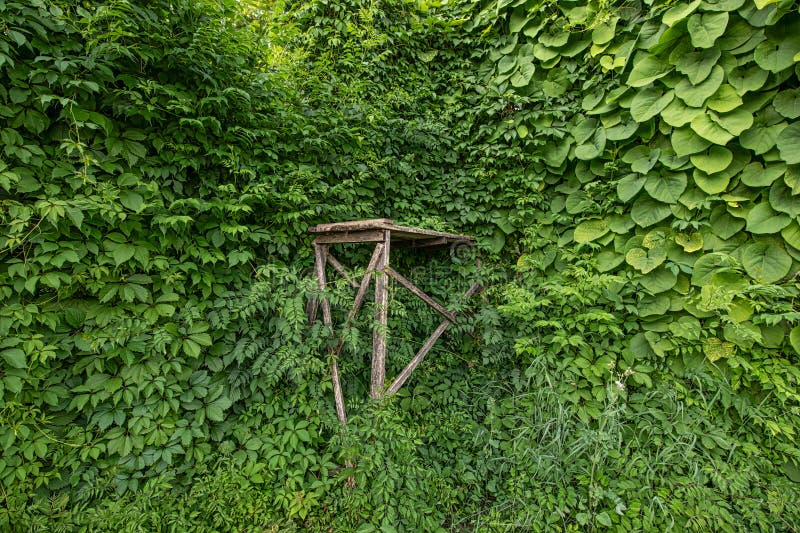 Nature S Symphony: Abstract Textures of Twisted Plant Leaves Stock ...