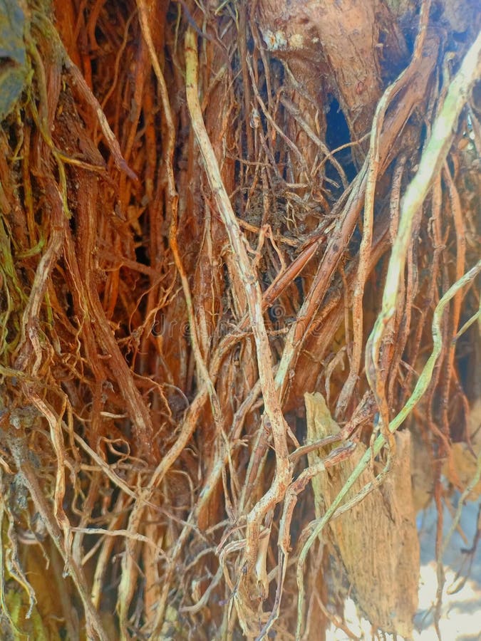 Nature & Tangled Beauty: Twisting Tree Roots in Close-Up Stock Photo ...