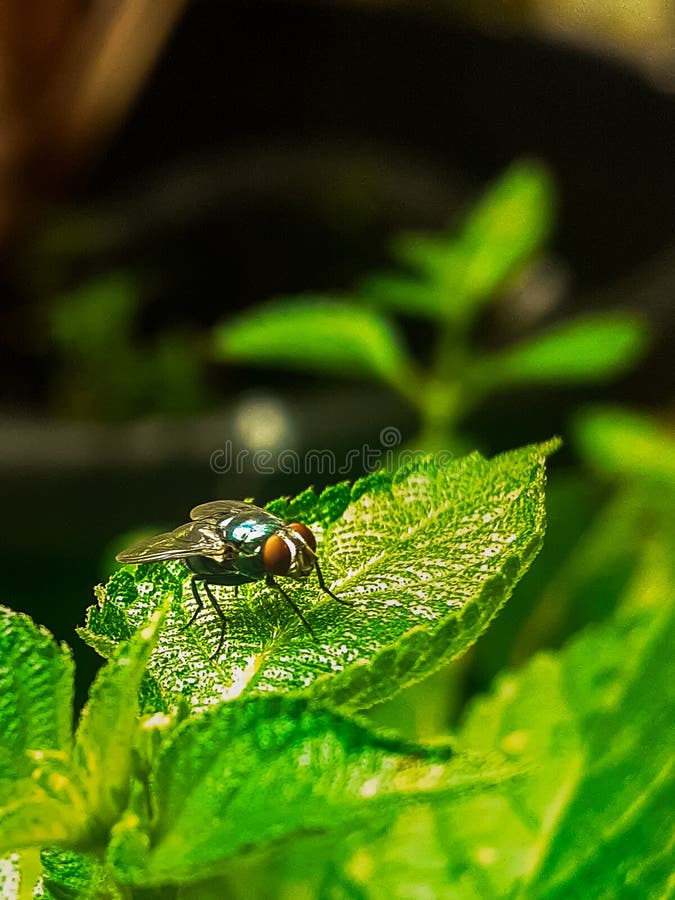 Nature s Tiny Explorer editorial stock photo. Image of nature - 362296148