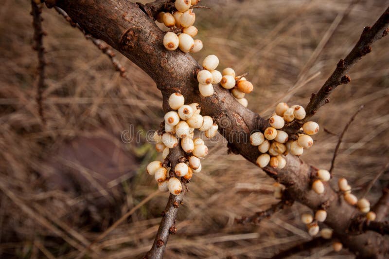 Nature S Unique Texture: Clustered Growth on a Bare Branch Stock Image ...