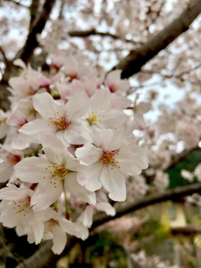 Sakura stock image. Image of sakura, view, japan, nature - 136144025