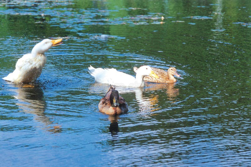Nature stock image. Image of four, working, goose, herring - 81554731