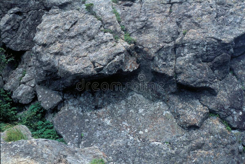 Nature stock image. Image of face, swimming, crag, grass - 81555917