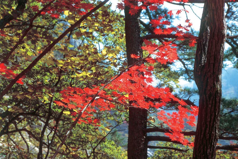 Nature stock photo. Image of tree, outdoors, sand, leaf - 81555978