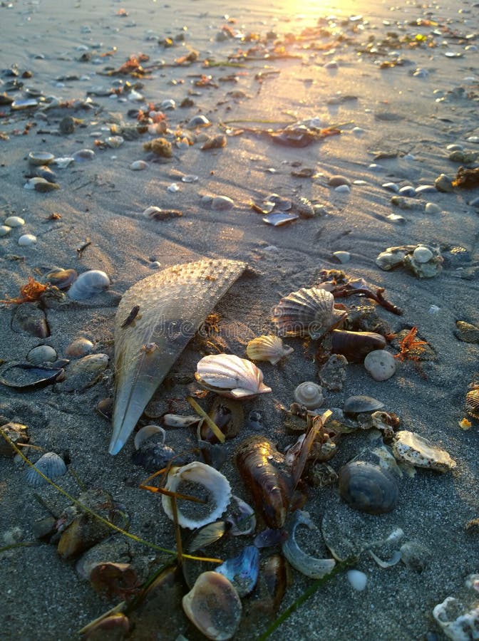Nature stock image. Image of nature, shell, sand, beach - 80335673