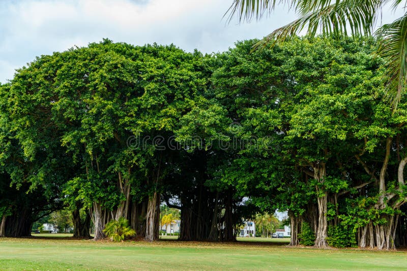 Nature Scene at the Granada Golf Course Coral Gables Miami Florida ...