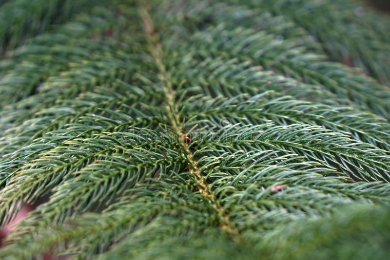 Nature Scene of Macro Green Pine Leaves Surface Backdrop - Abstract ...