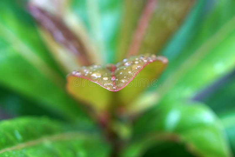 Nature Scene of Macro Tropical Green Leaves Texture Background Stock ...