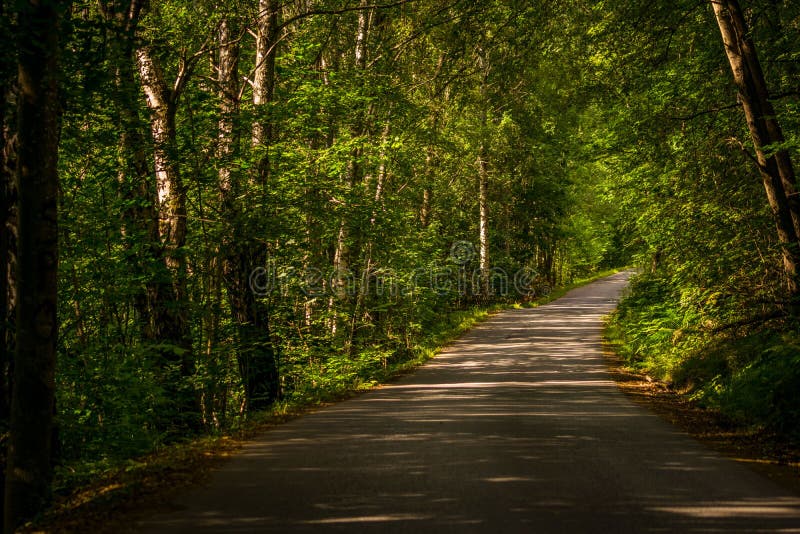 Nature Scene with a Path in the Middle of the Forest Full of Green ...