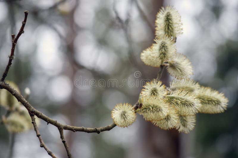 .Nature Scene with a Peacock on a Tree Branch Stock Photo - Image of ...