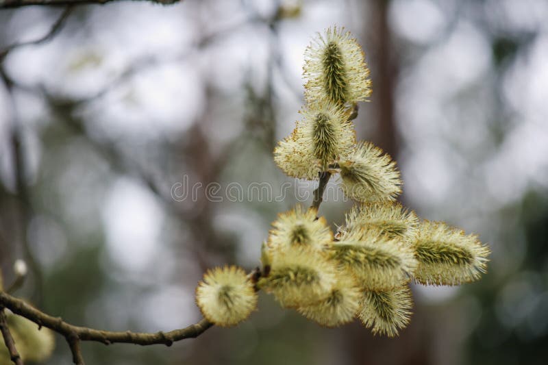 .Nature Scene with a Peacock on a Tree Branch Stock Photo - Image of ...
