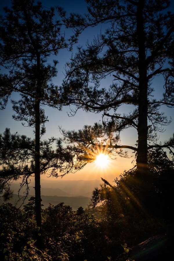 Nature Scene of Sunset in Star Shape Behind Silhouetted Pine Trees ...