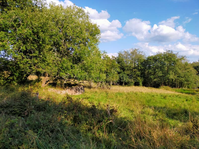 Nature Scene with Trees and Grass Stock Photo - Image of woodland, hill ...
