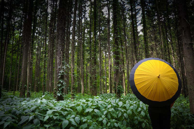 Nature Scene with Yellow Umbrella Stock Photo - Image of green, trees ...