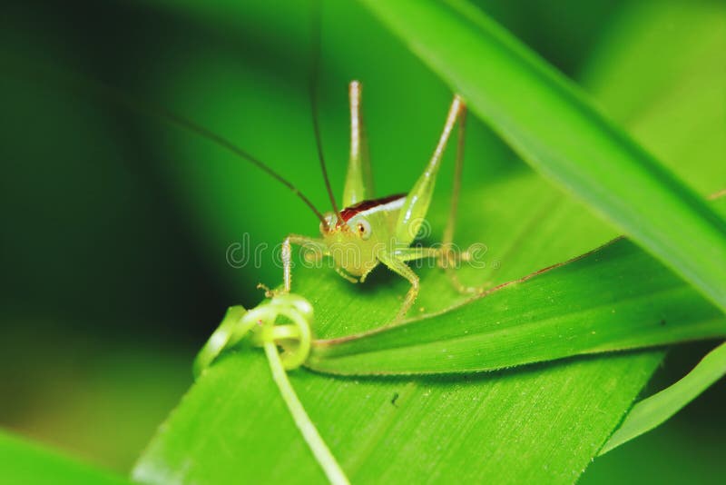 Nature Scene of Young Cricket in Garden Stock Image - Image of macro ...