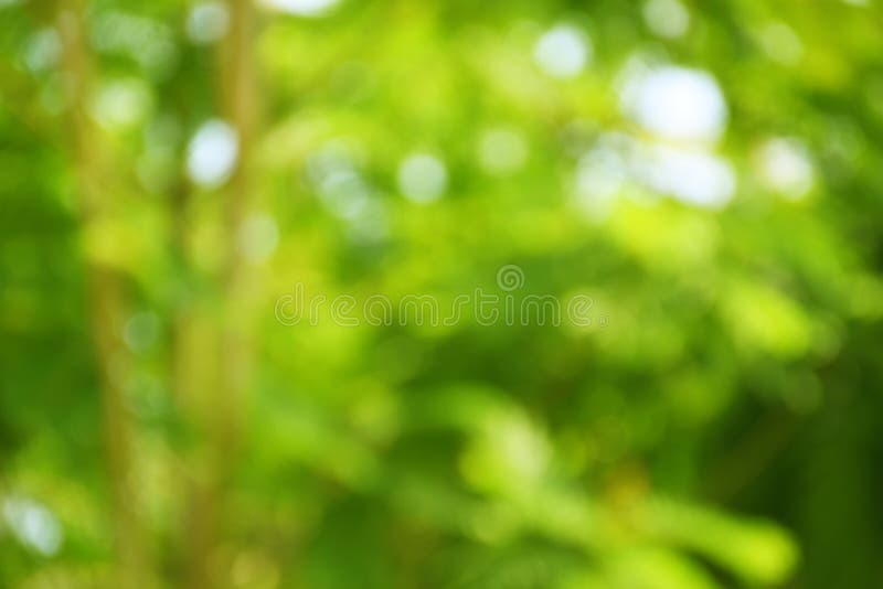 Nature Scenery with Tree Blur, Tree Blur Background, Blur Background ...