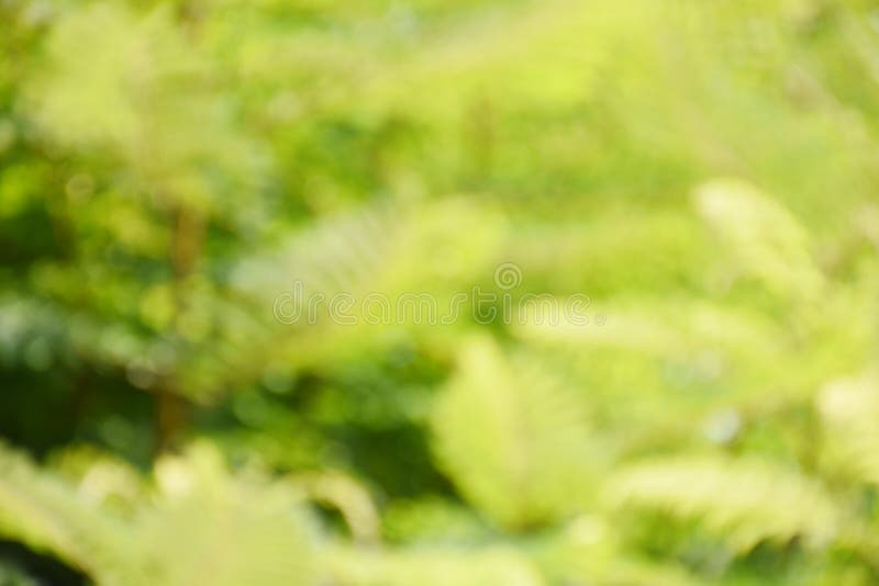 Nature Scenery with Tree Blur, Tree Blur Background, Blur Background ...