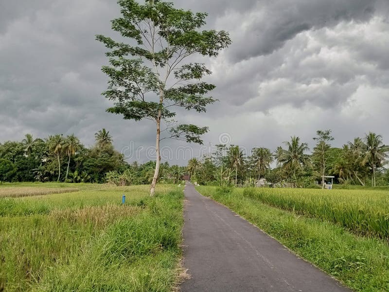 Nature Scenery with a Tree on the Side of the Road Stock Photo - Image ...