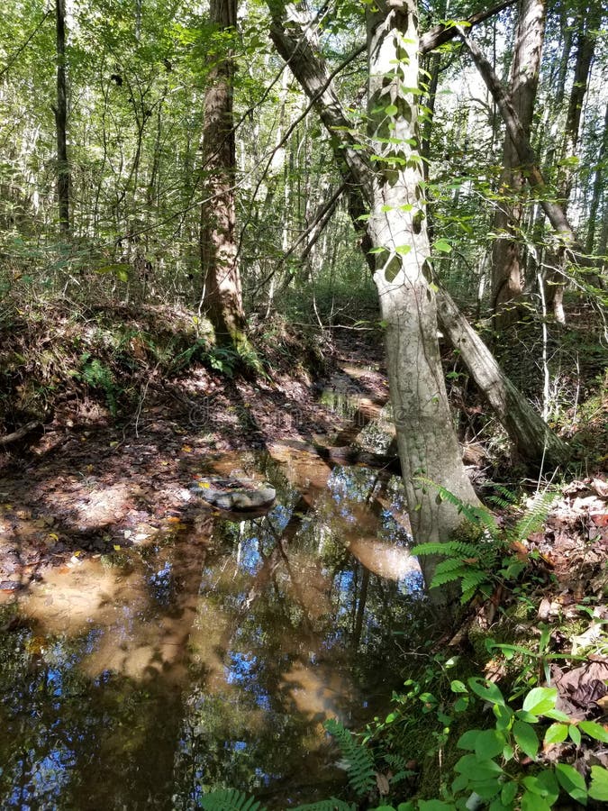 Nature stock image. Image of nature, forrest, outdoor - 160937741