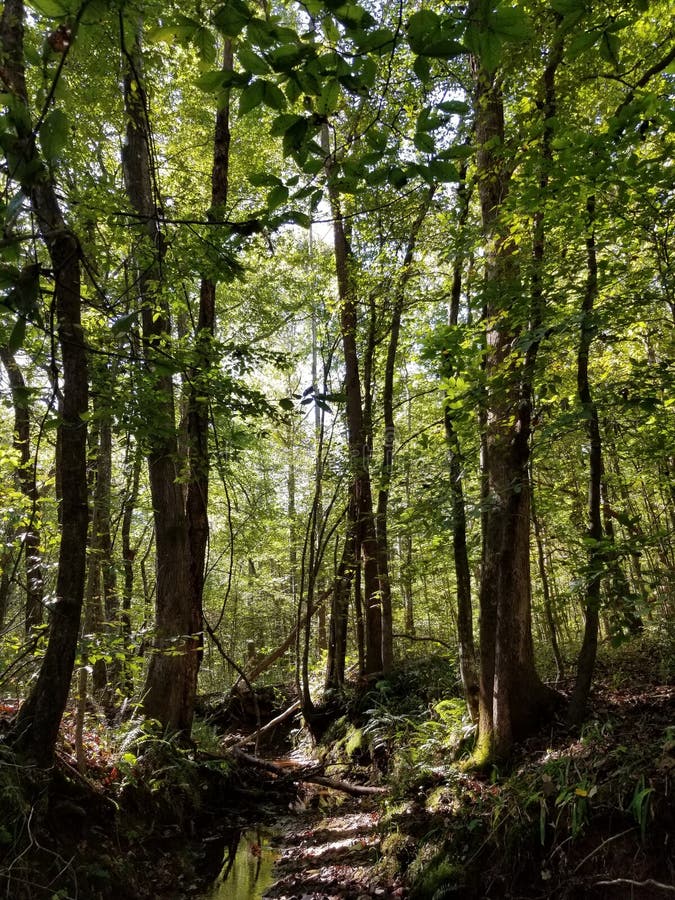 Nature stock image. Image of forrest, outdoor, scenic - 160938267