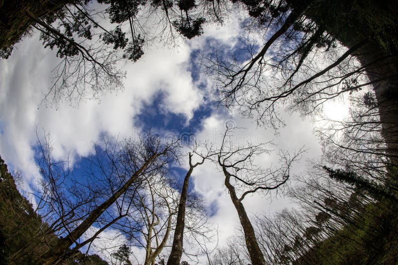 Nature seen from below stock image. Image of leaf, wide - 271959213