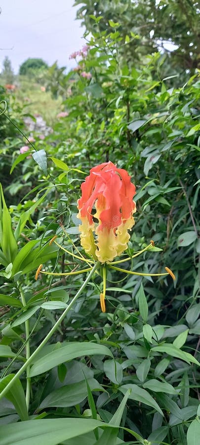 Senganthal Flower Stock Photos - Free & Royalty-Free Stock Photos from ...