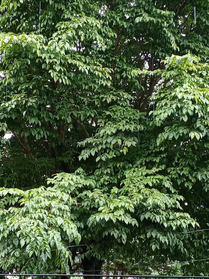 Nature Shady Tree Atmosphere Indonesia Stock Image - Image of ...